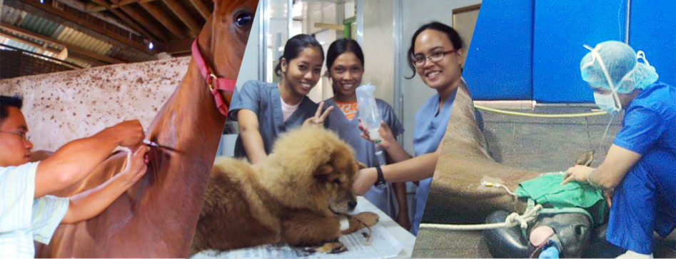 Doctor of Veterinary Medicine | Faculty of Veterinary Medicine ...