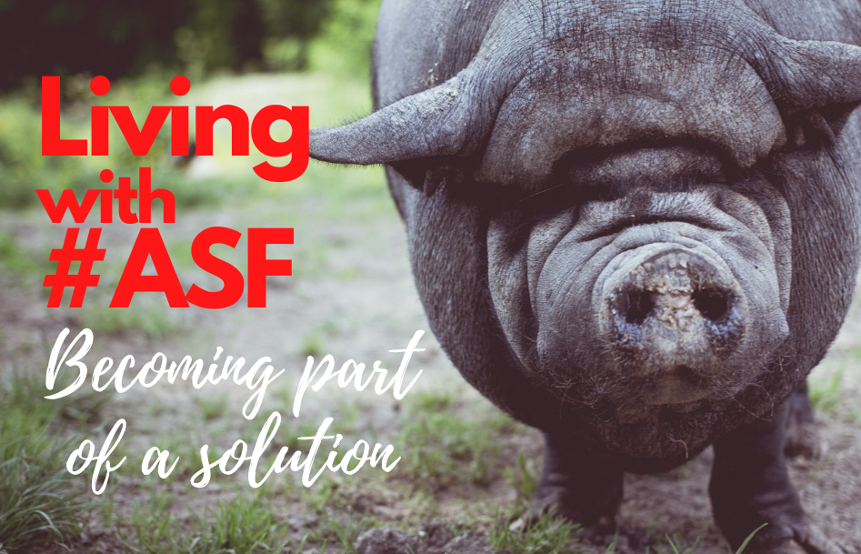 Living With #ASF: What Can I Do as Producer and Consumer? | College of ...
