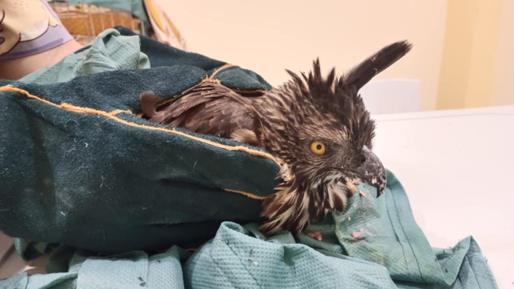 Saving the Endangered South Philippine Hawk-Eagle | Faculty of ...